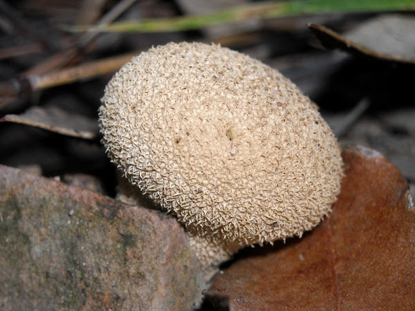 Gemmed Puffball | Project Noah