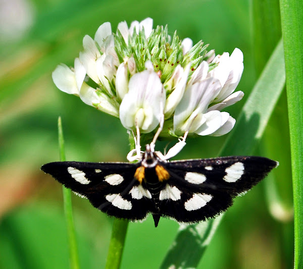 White-Spotted Sable Moth | Project Noah
