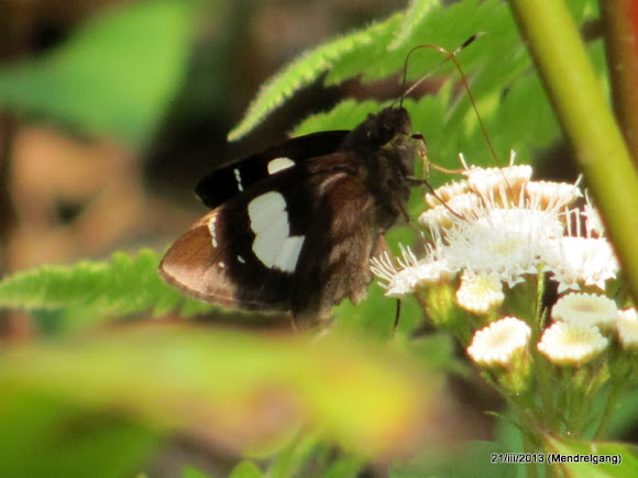 Grass Demon (Hesperiidae) | Project Noah