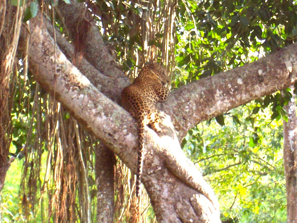 Indian Leopard | Project Noah