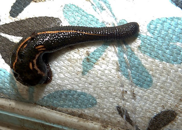 Leeches | Project Noah