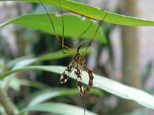 primitive cranefly | Project Noah