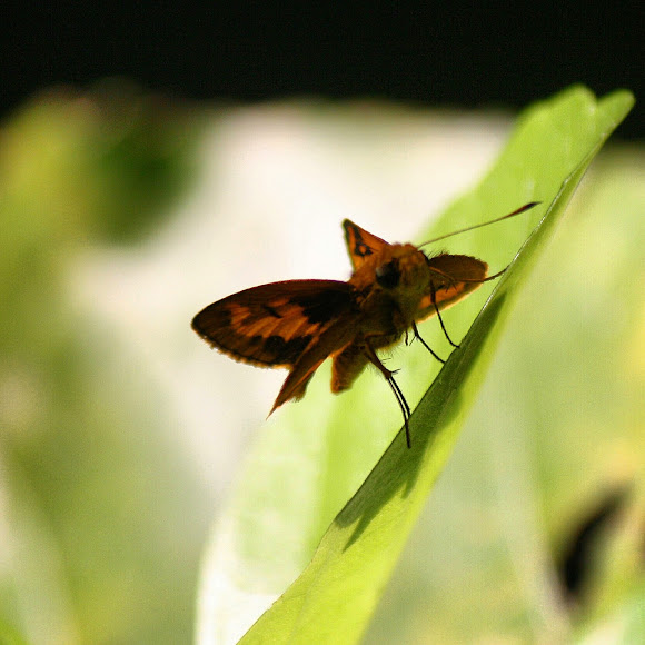Skipper Butterfly | Project Noah