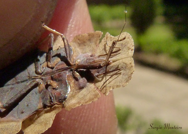 Bark bug | Project Noah