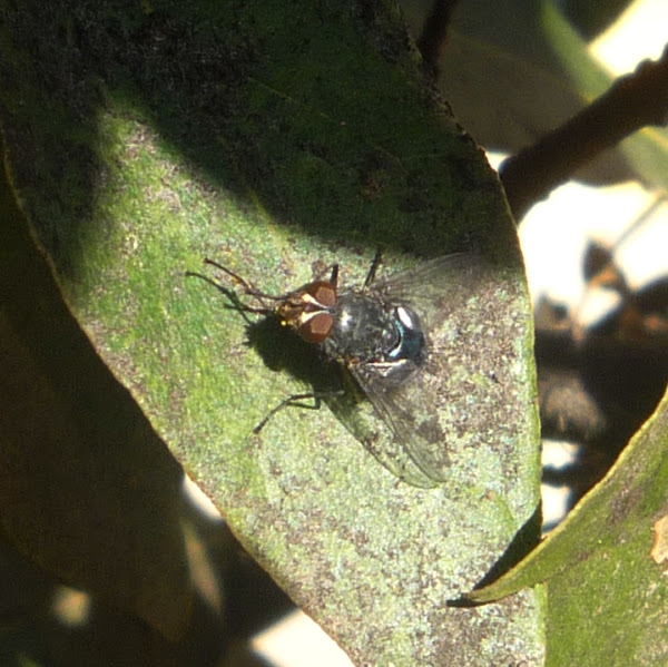 Mosca azul | Project Noah