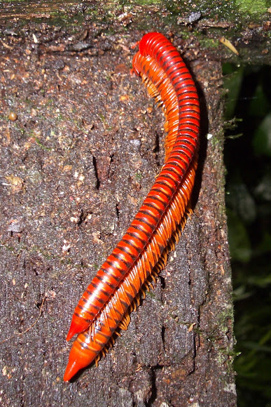 Rusty millipede | Project Noah