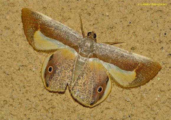 Geometrid Moth | Project Noah