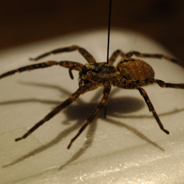 Zoropsis spinimana | Project Noah