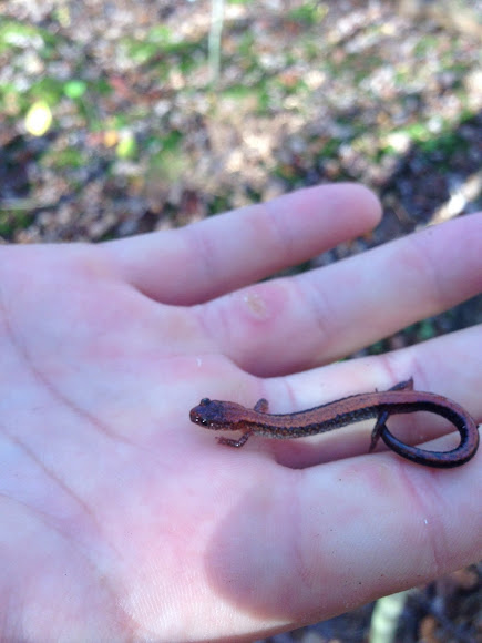 Southern Red-backed Salamander | Project Noah