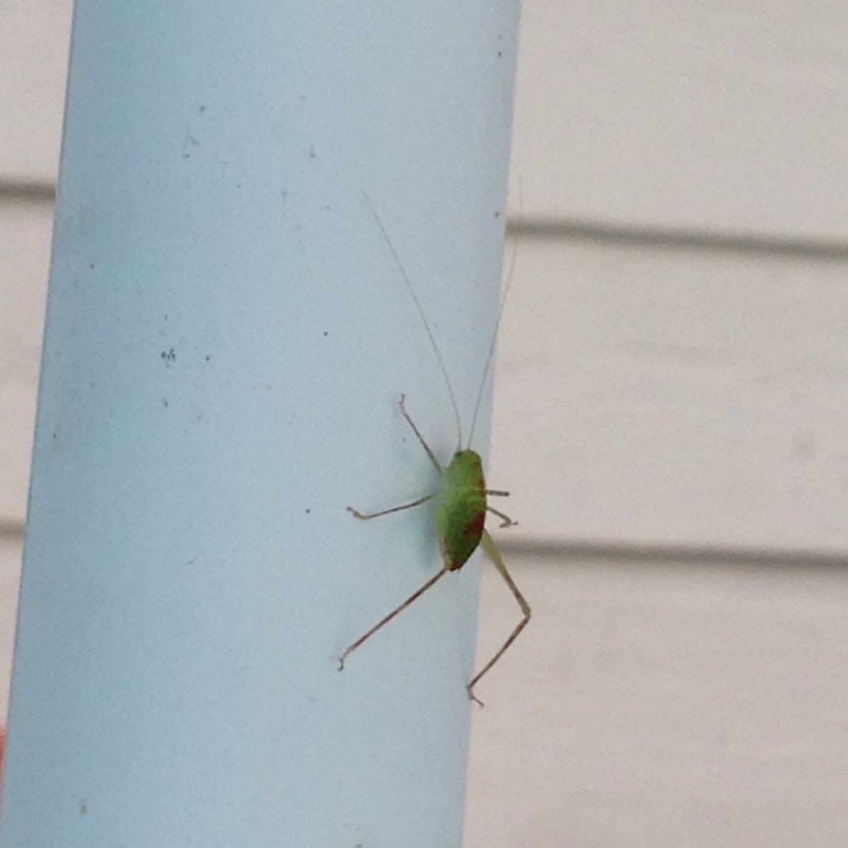 Spotting | Project Noah