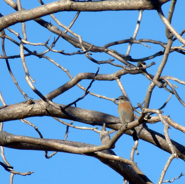 Western Blue Bird | Project Noah
