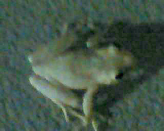 Cuban Tree Frog | Project Noah