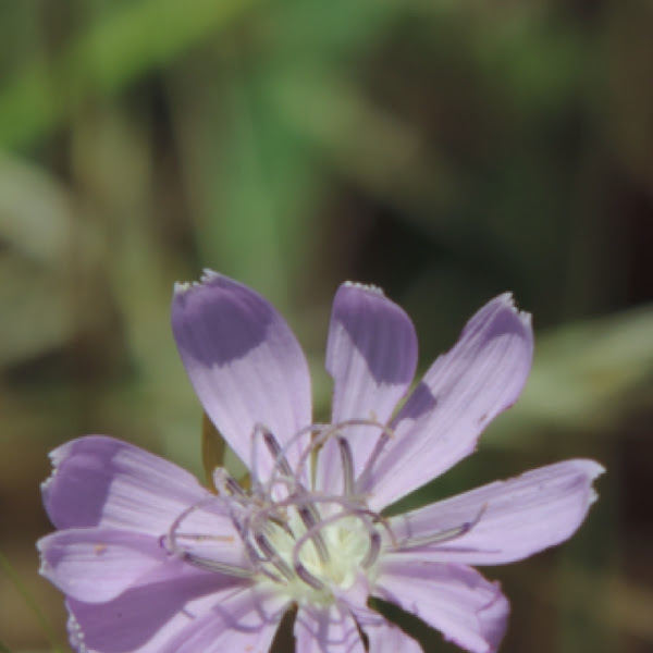 Texas Skeleton Weed | Project Noah