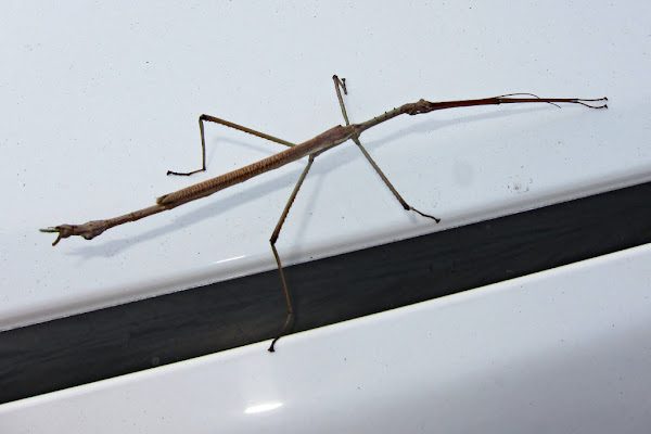Tessellated Stick Insect (male) | Project Noah