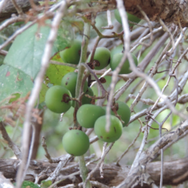 Mustang Grape | Project Noah