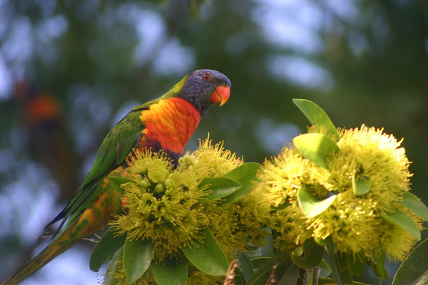 Rainbow Lorikeet | Project Noah