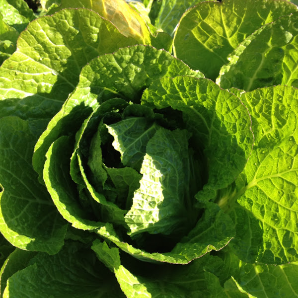 Nappa Cabbage | Project Noah