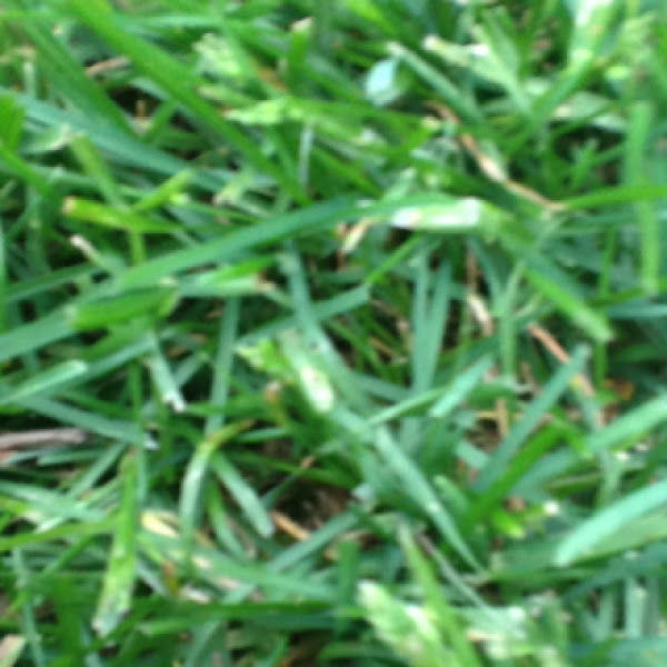 Grass | Project Noah