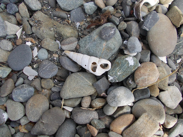 NZ common turret seashells | Project Noah