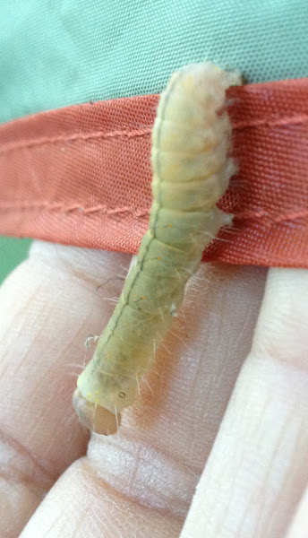 Afflicted Dagger Moth | Project Noah