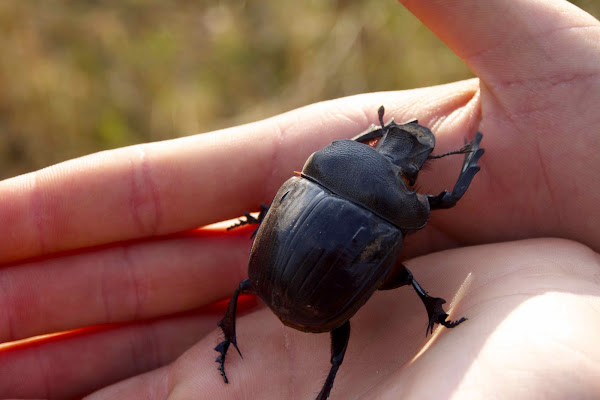 Dung Beetle | Project Noah