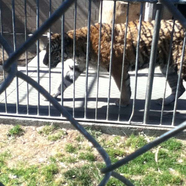 Siberian tiger | Project Noah