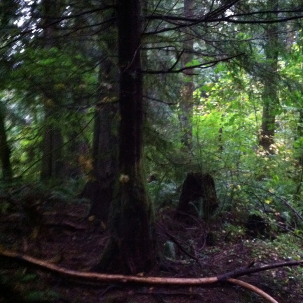 Pacific Red cedar, tree of life | Project Noah