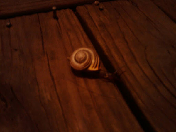 Snail | Project Noah