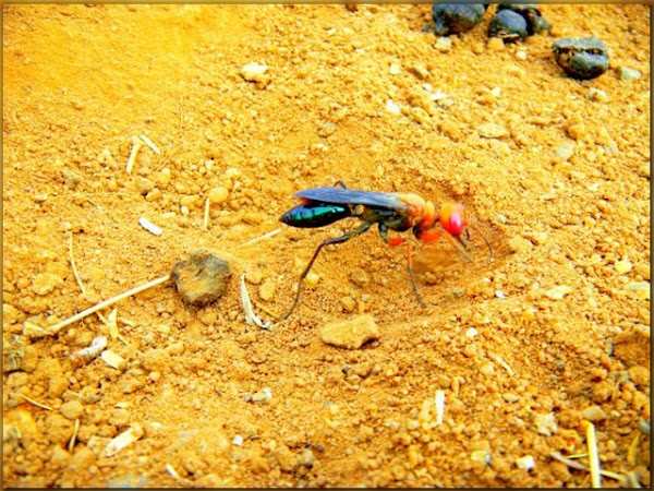 Tarantula Hawk | Project Noah