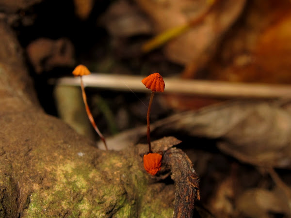Marasmius Mushroom | Project Noah