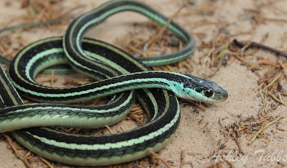 Western Ribbon Snake | Project Noah