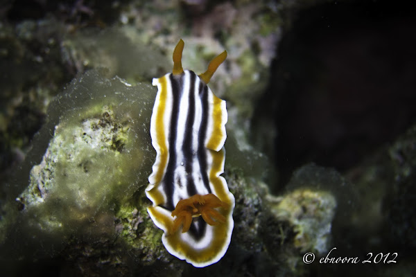 Magnificent Chromodoris | Project Noah