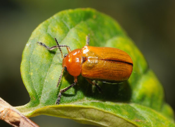 Clay-colored leaf beetle | Project Noah