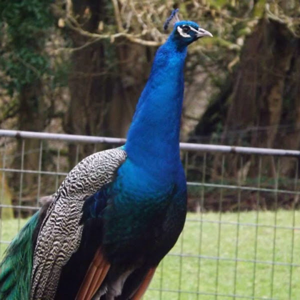 Indian Peafowl | Project Noah