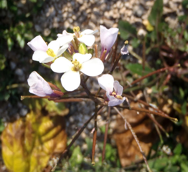 Jaramago blanco, oruga silvestre | Project Noah