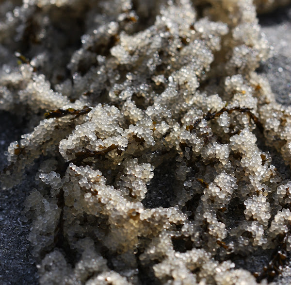 Pacific Herring Roe | Project Noah