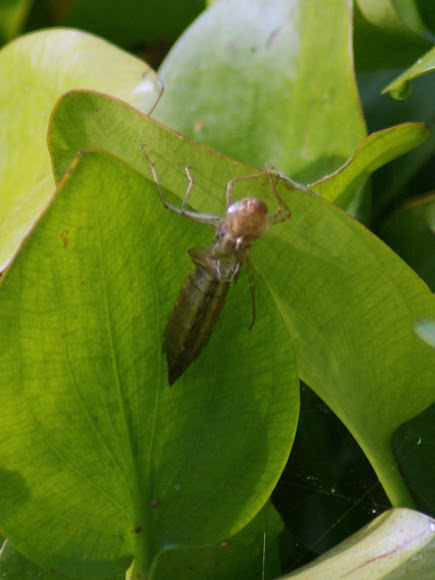 Dragonfly Exoskeleton | Project Noah