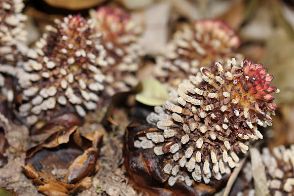 Balanophora | Project Noah