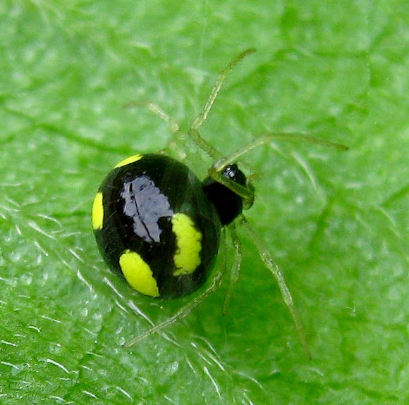 Cobweb Spider | Project Noah