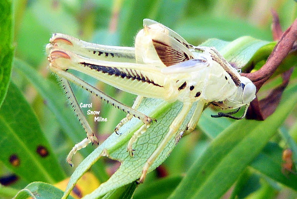 Grasshopper Exoskeleton/Newly emerged Grasshopper | Project Noah