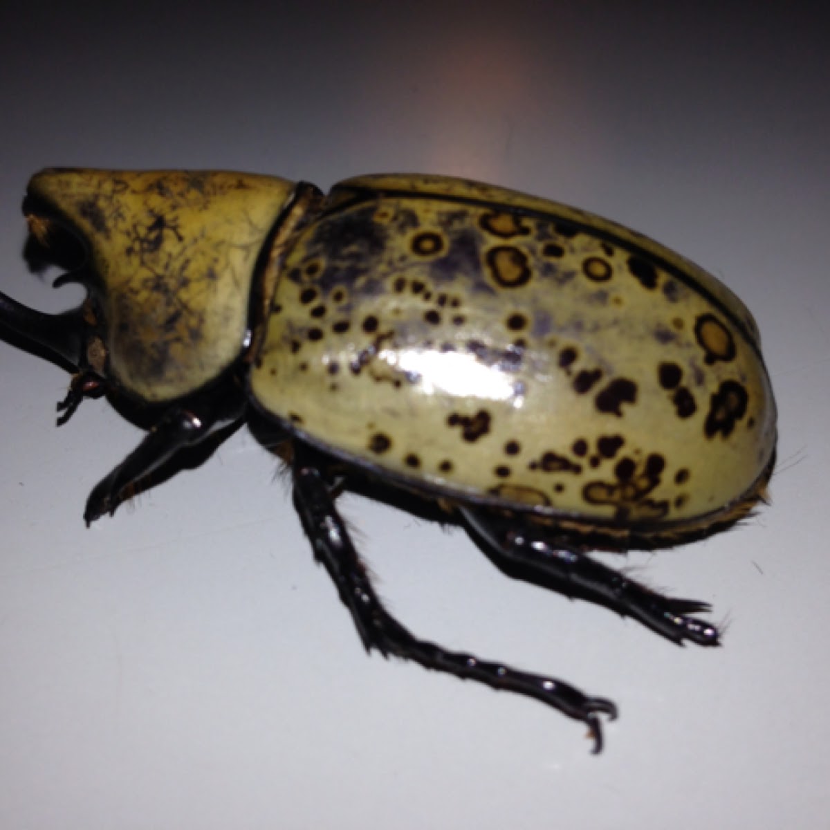 Eastern Hercules Beetle | Project Noah