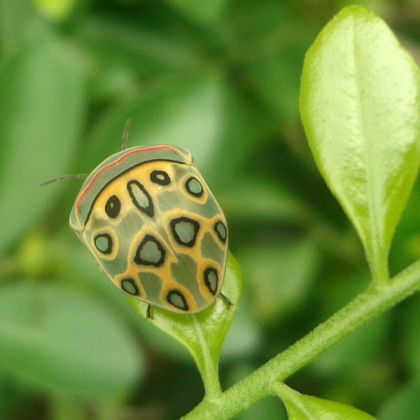 Picasso Bug | Project Noah