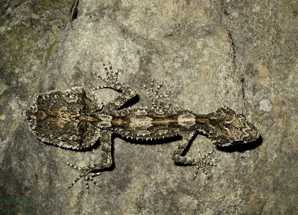 Leaf-tailed Gecko | Project Noah