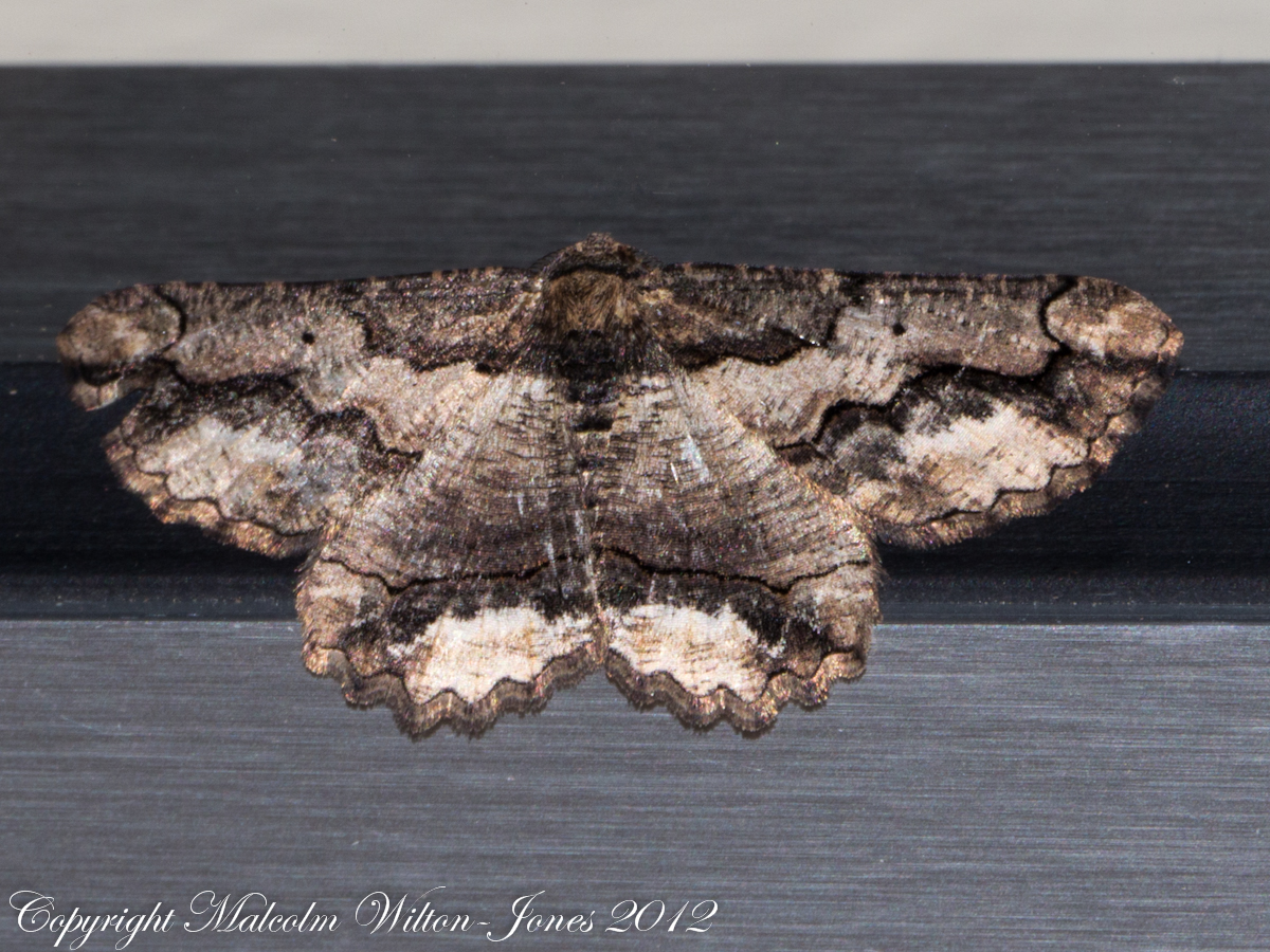 Brassy Waved Umber Moth | Project Noah