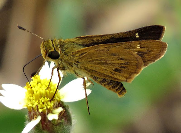 Water watchman | Project Noah