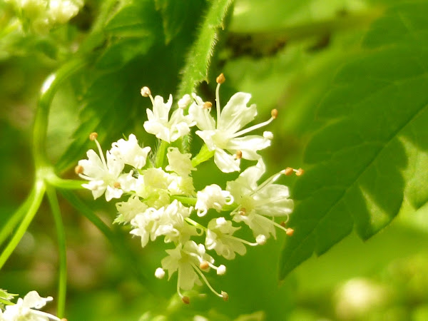 Wild Anise | Project Noah