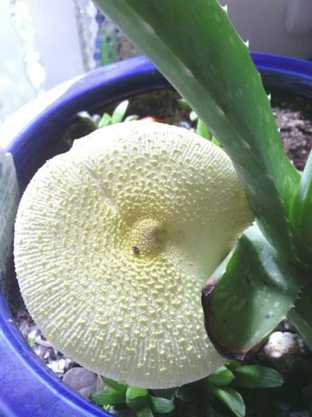 Flowerpot Parasol / Plantpot Dapperling | Project Noah