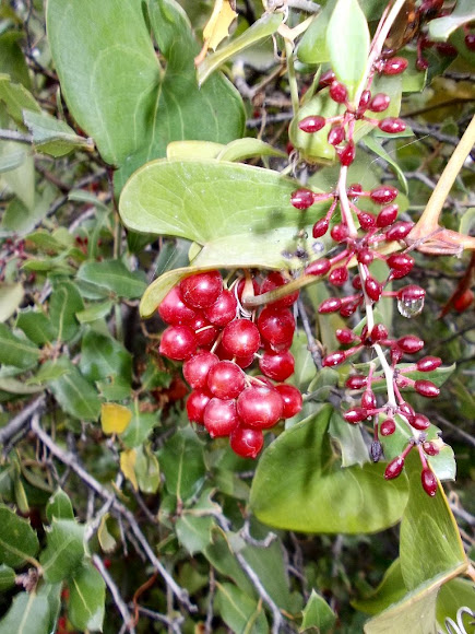 Rough bindweed (Αρκουδόβατος) | Project Noah