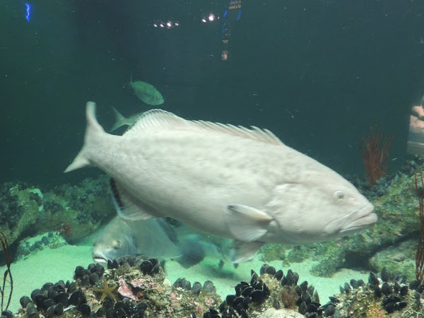 Gag grouper | Project Noah