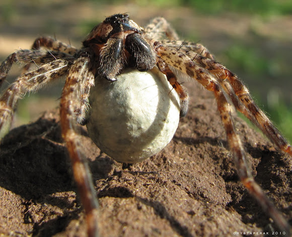 Giant Dock Spider | Project Noah